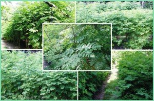 Fresh and Natural Moringa Products | Moringa Farm Australia