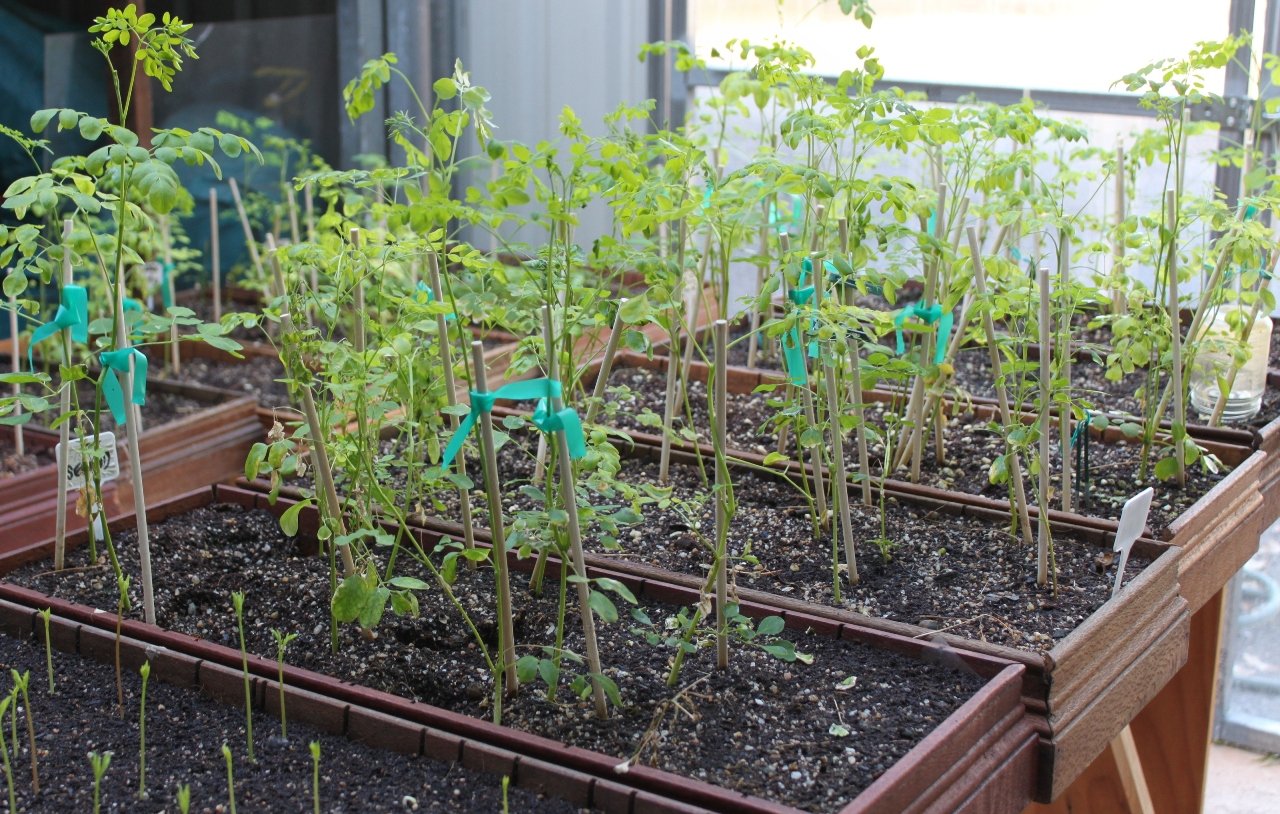 Fresh and Natural Moringa Products | Moringa Farm Australia