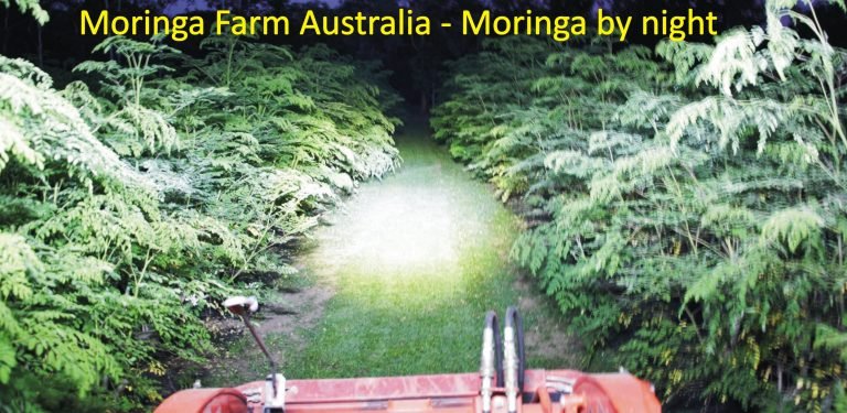 Fresh and Natural Moringa Products | Moringa Farm Australia